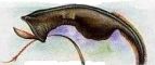 Whip-tail gulper eel