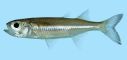 Atherinomorus lacunosus