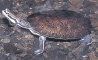 Phrynops williamsi