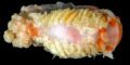Zeusia hyperborea